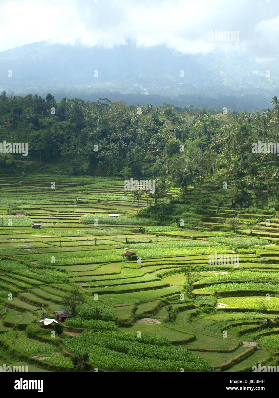 agriculture farming field bali indonesia rice terrace colour asia ...