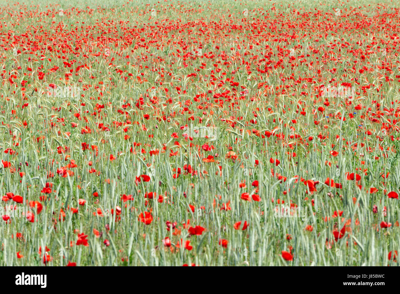 bread field summer summerly rye sheaf harvest grain cereal bread ...