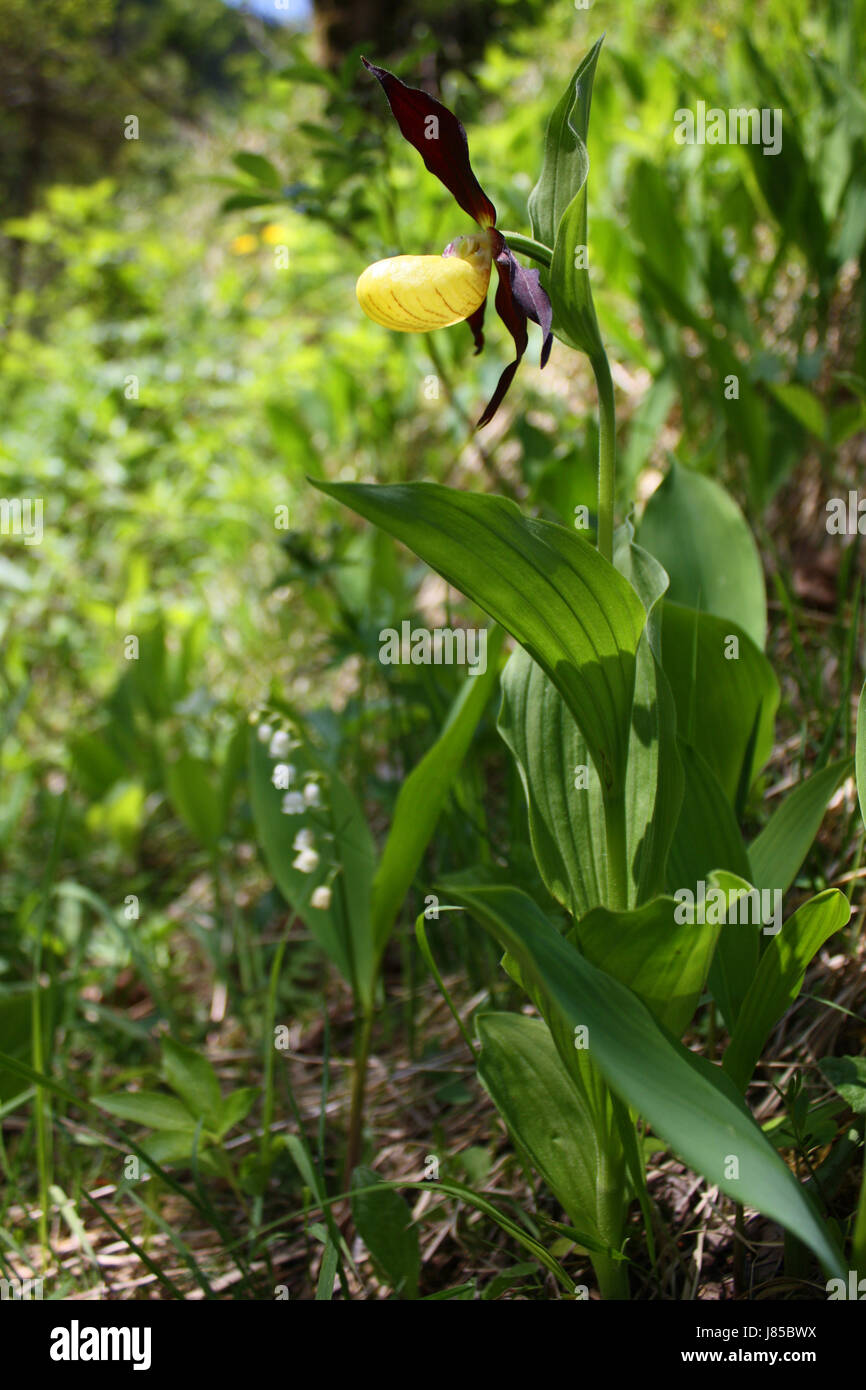 flower plant conservation of nature orchid nature protected sheltered ...