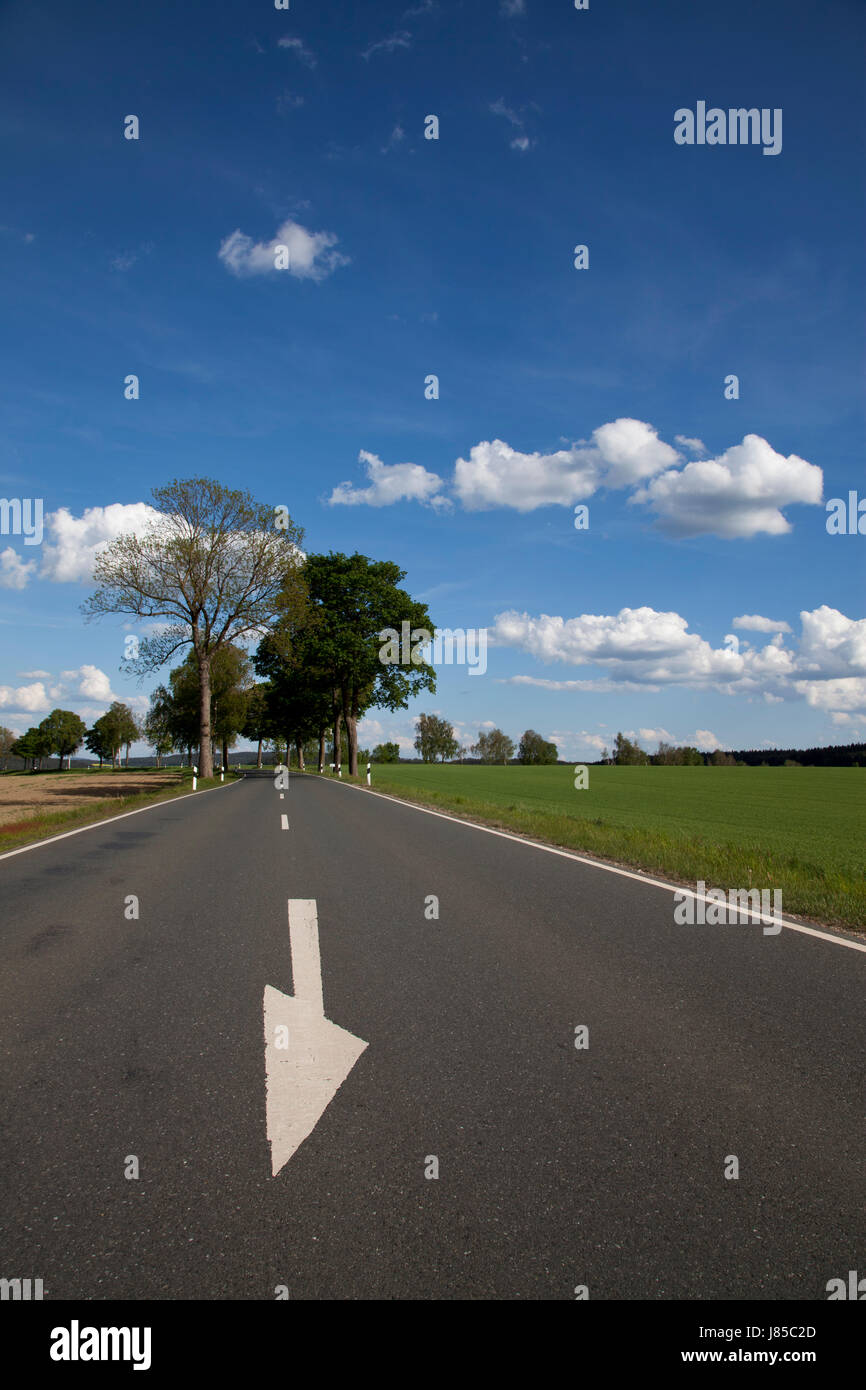 tree trees direction orientation avenue tar street road arrow sign ...