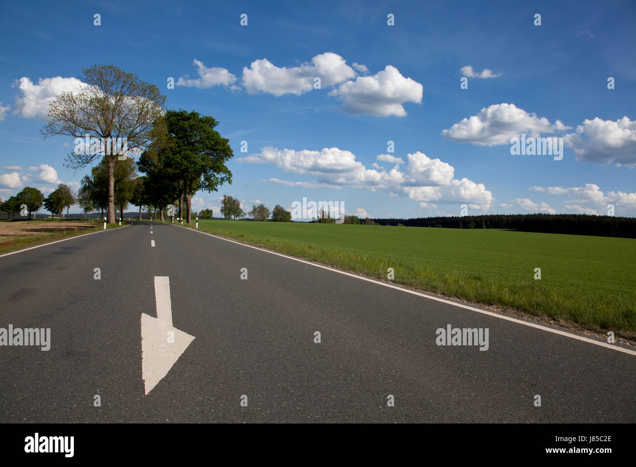 tree trees direction orientation avenue tar street road arrow sign ...