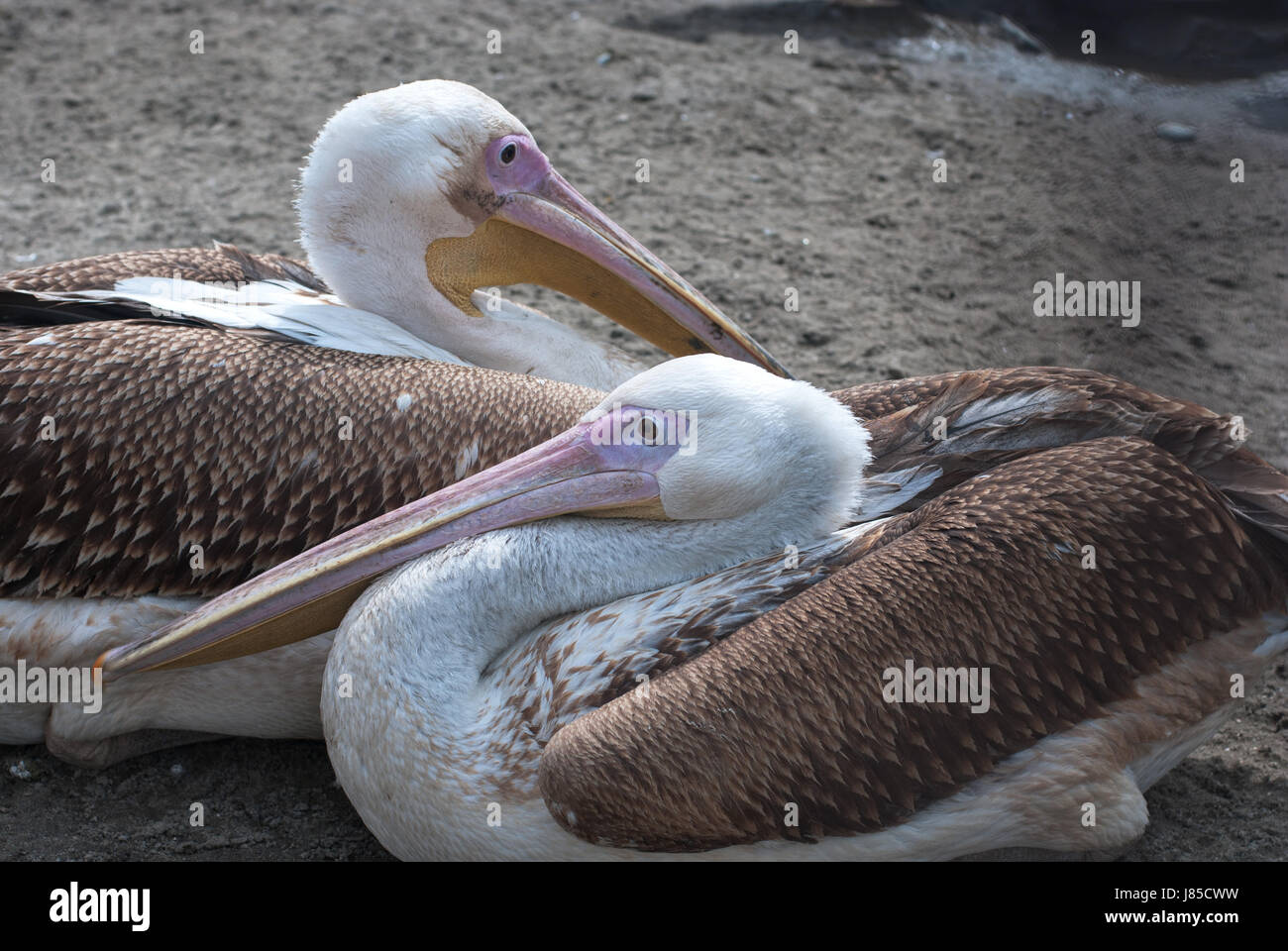 Imposing stance hi-res stock photography and images - Alamy