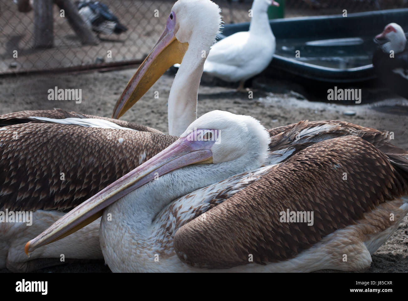 Imposing stance hi-res stock photography and images - Alamy