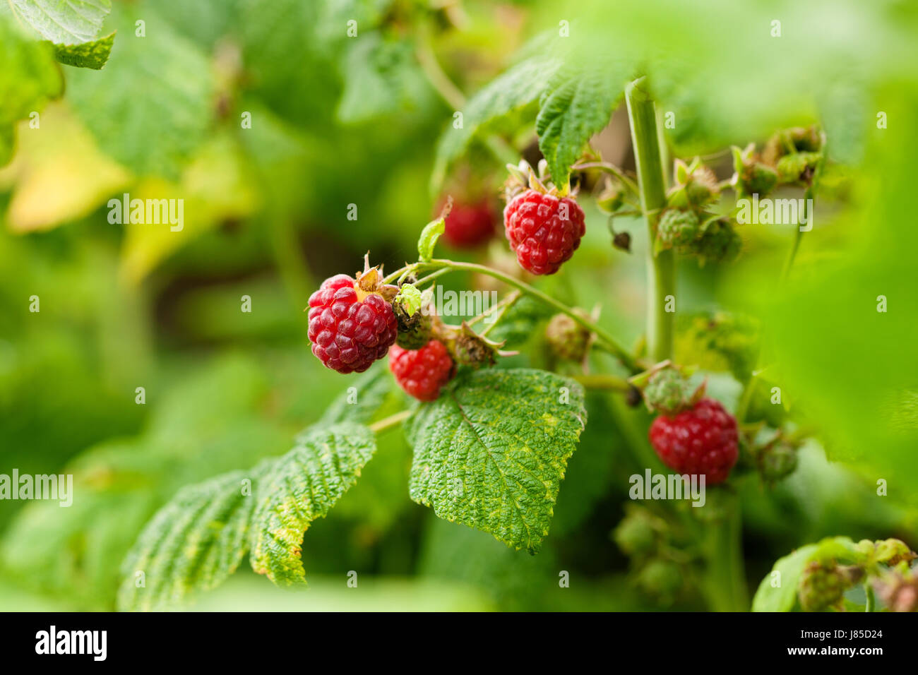 garden fruit gardens raspberry raspberry bush harvest plant macro close ...