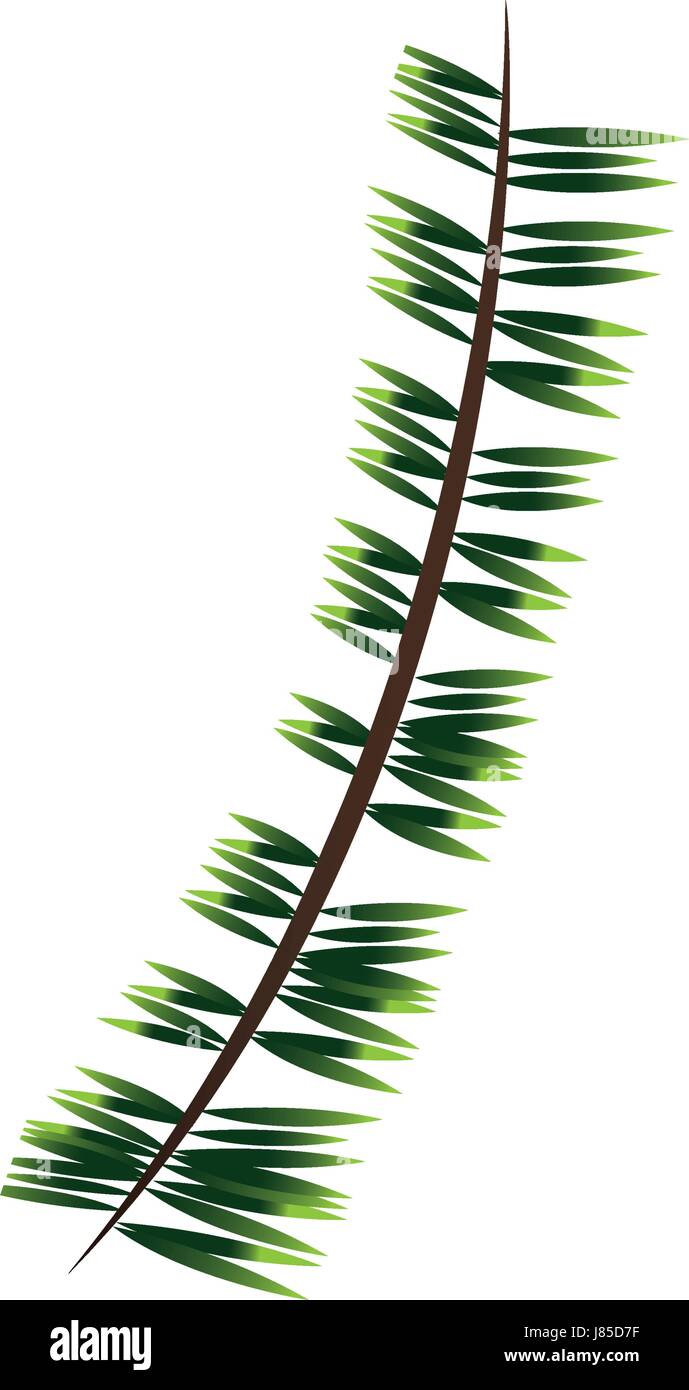 Pine needle background closeup Stock Vector Images - Alamy