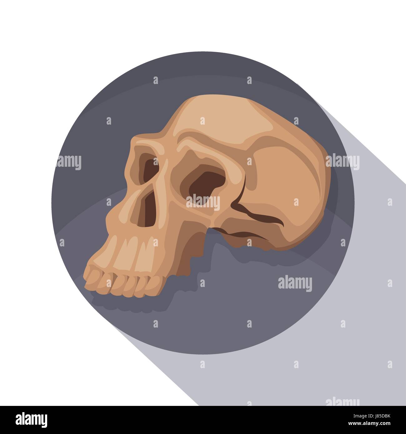 Human evolution habilis skull hi-res stock photography and images - Alamy