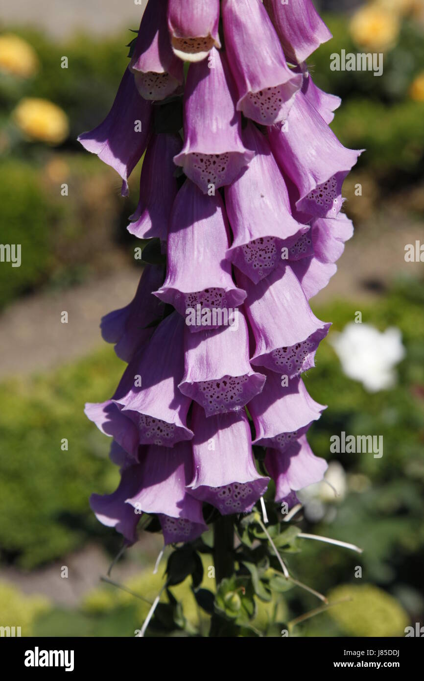thimble medicinal plant macro close-up macro admission close up view ...