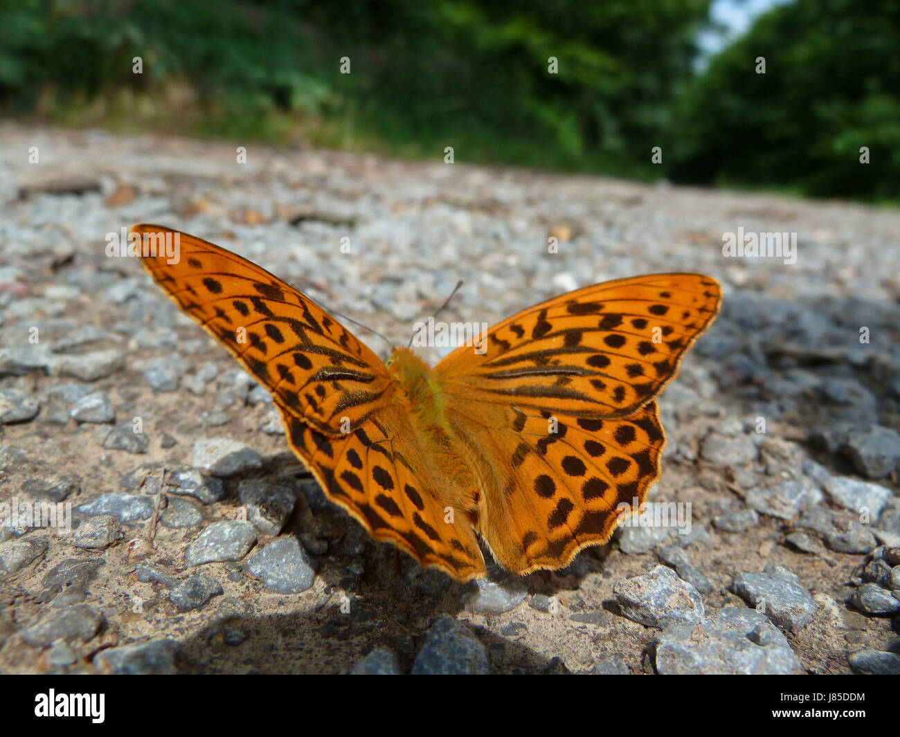 animal insect butterfly moth beautiful beauteously nice macro close-up ...