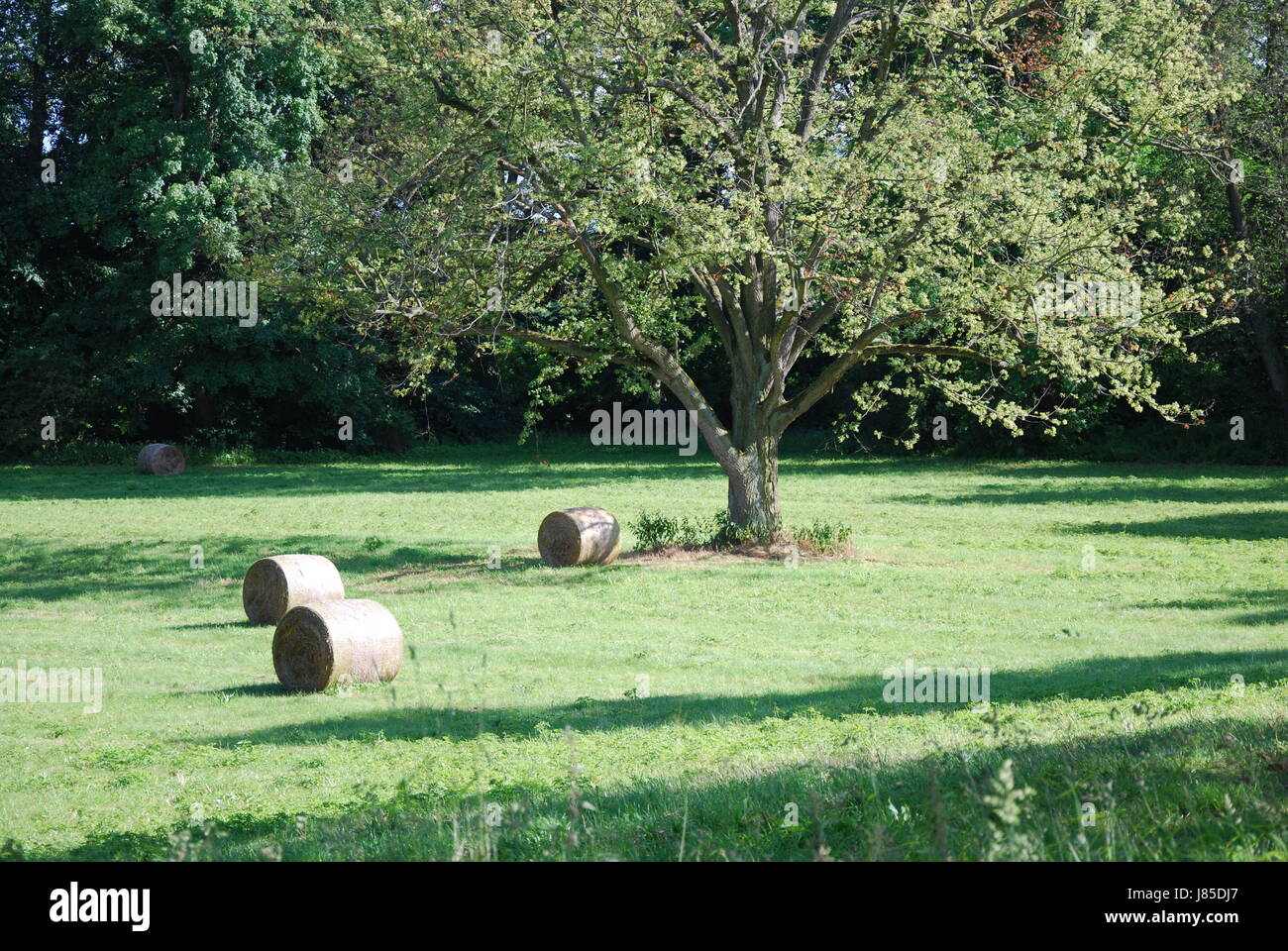 environment enviroment tree field summer summerly straw ball hay-clench ...
