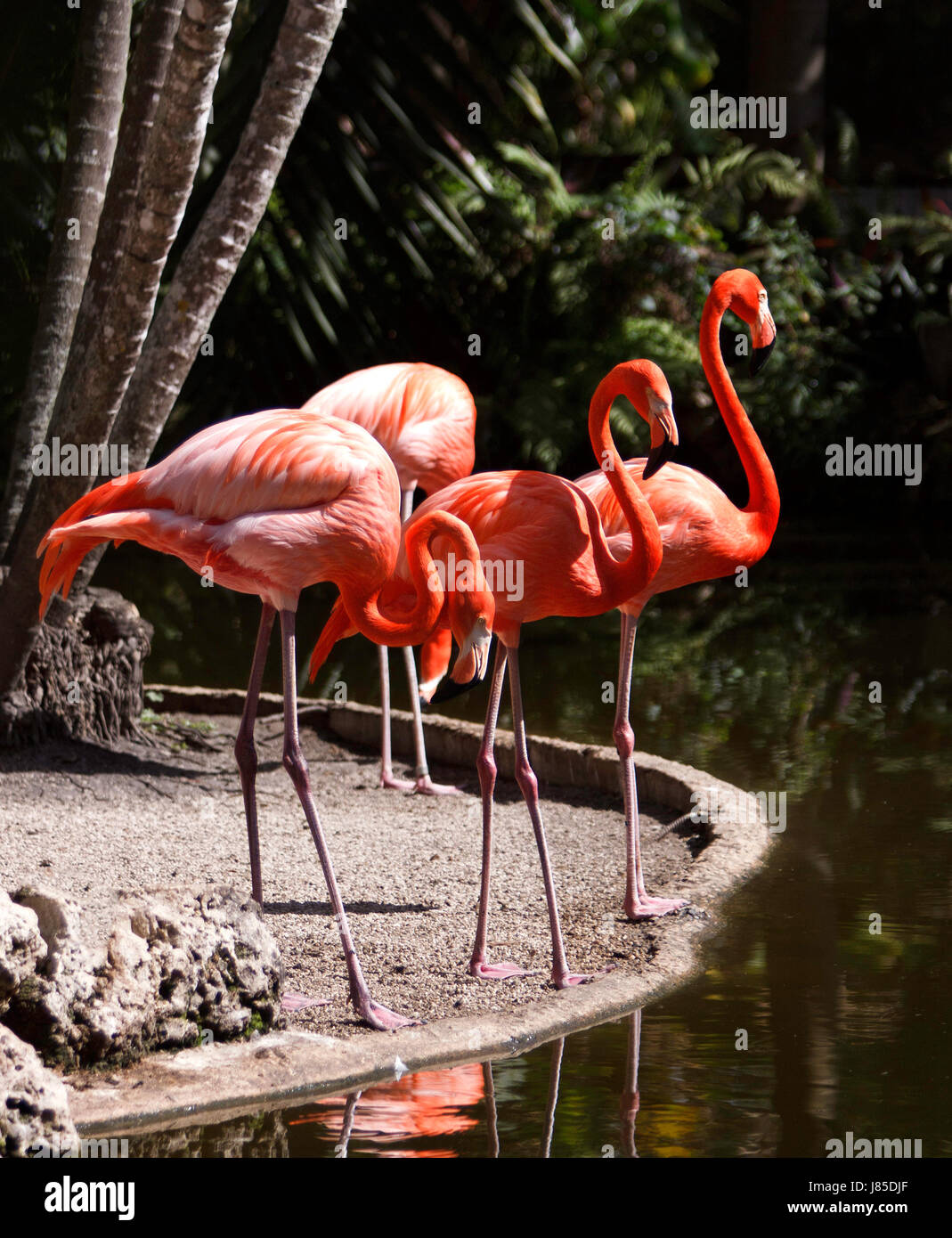 animals birds peaceful tropical group water flamingo orange animals ...