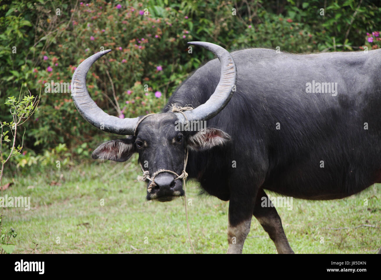 asia cow viet nam vietnam farm animal buffalo animal asia horn cow viet ...