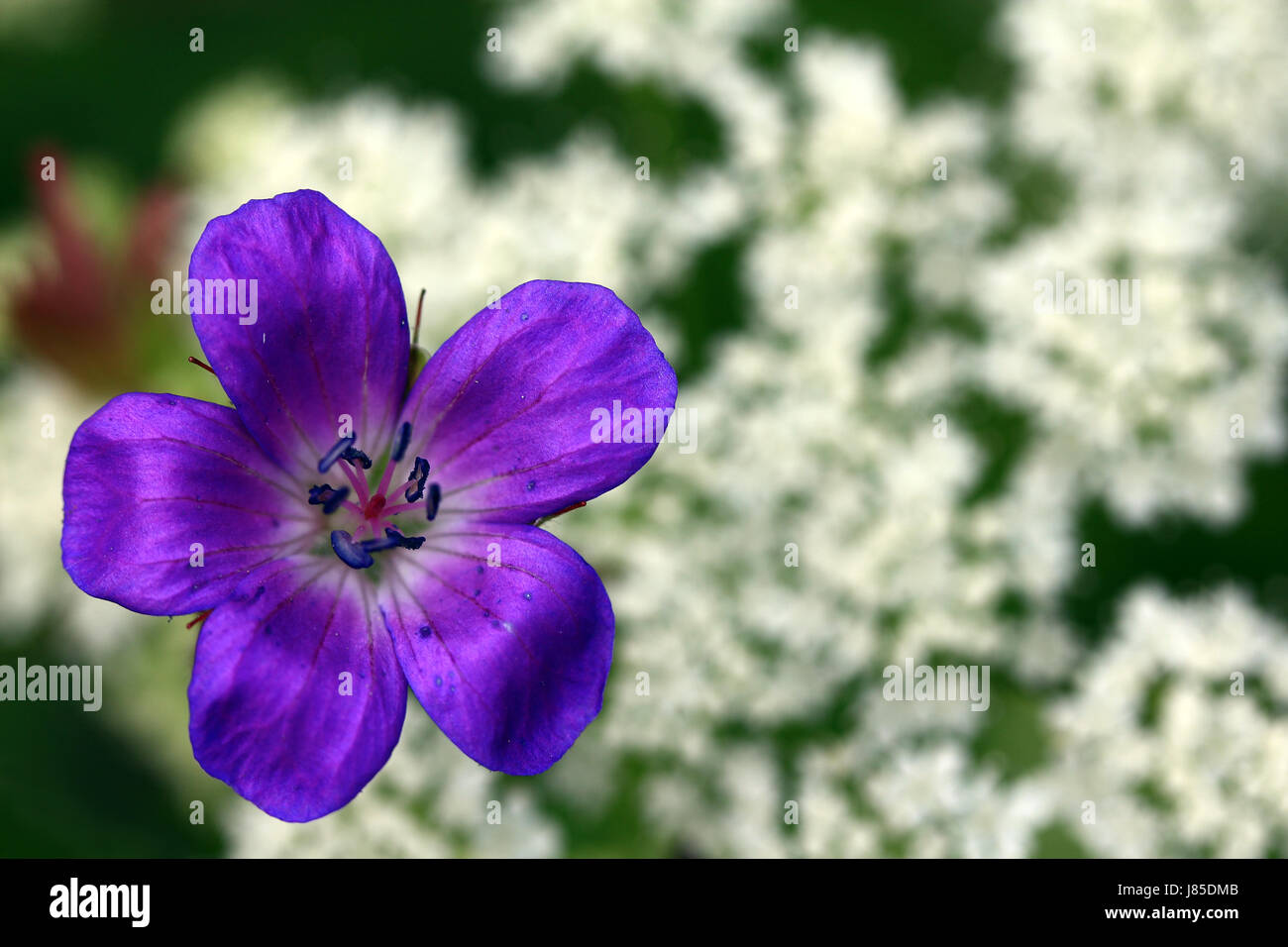 purple on white Stock Photo - Alamy