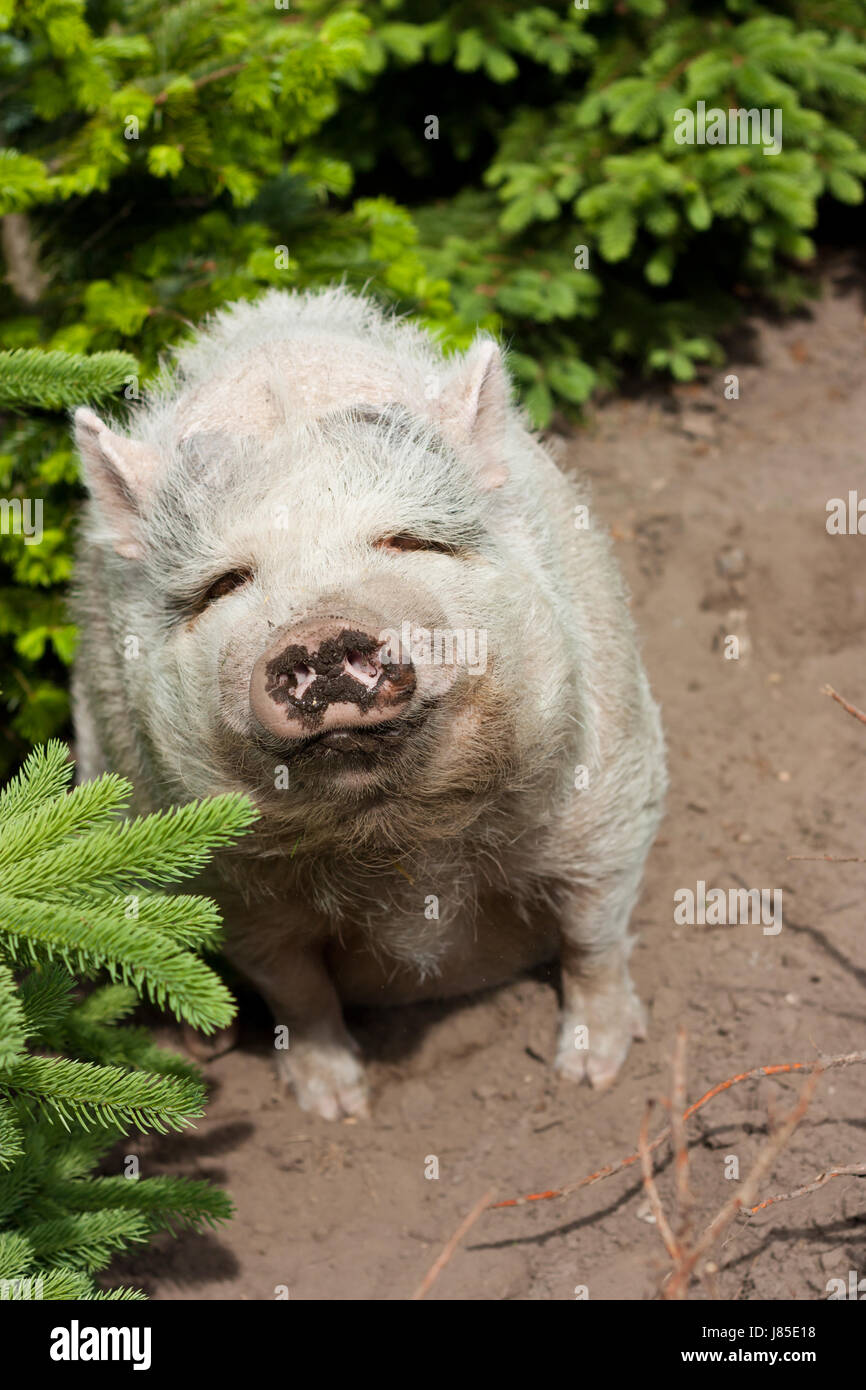 eyes outside belly tummy bristles thick wide fat pig dark shine shines ...