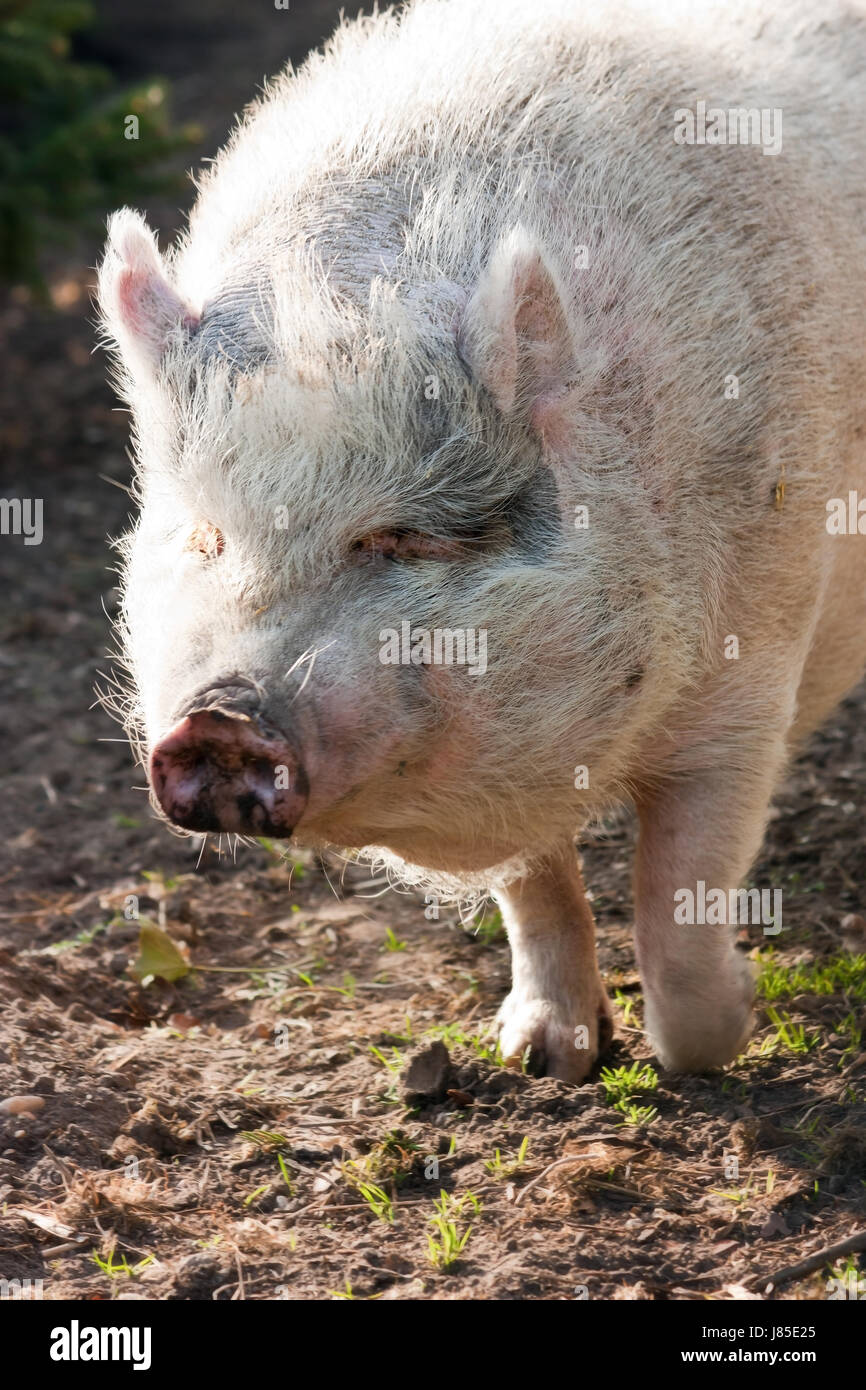 animal pet wood teeth farm animal bristles domestic pig pig walk go ...