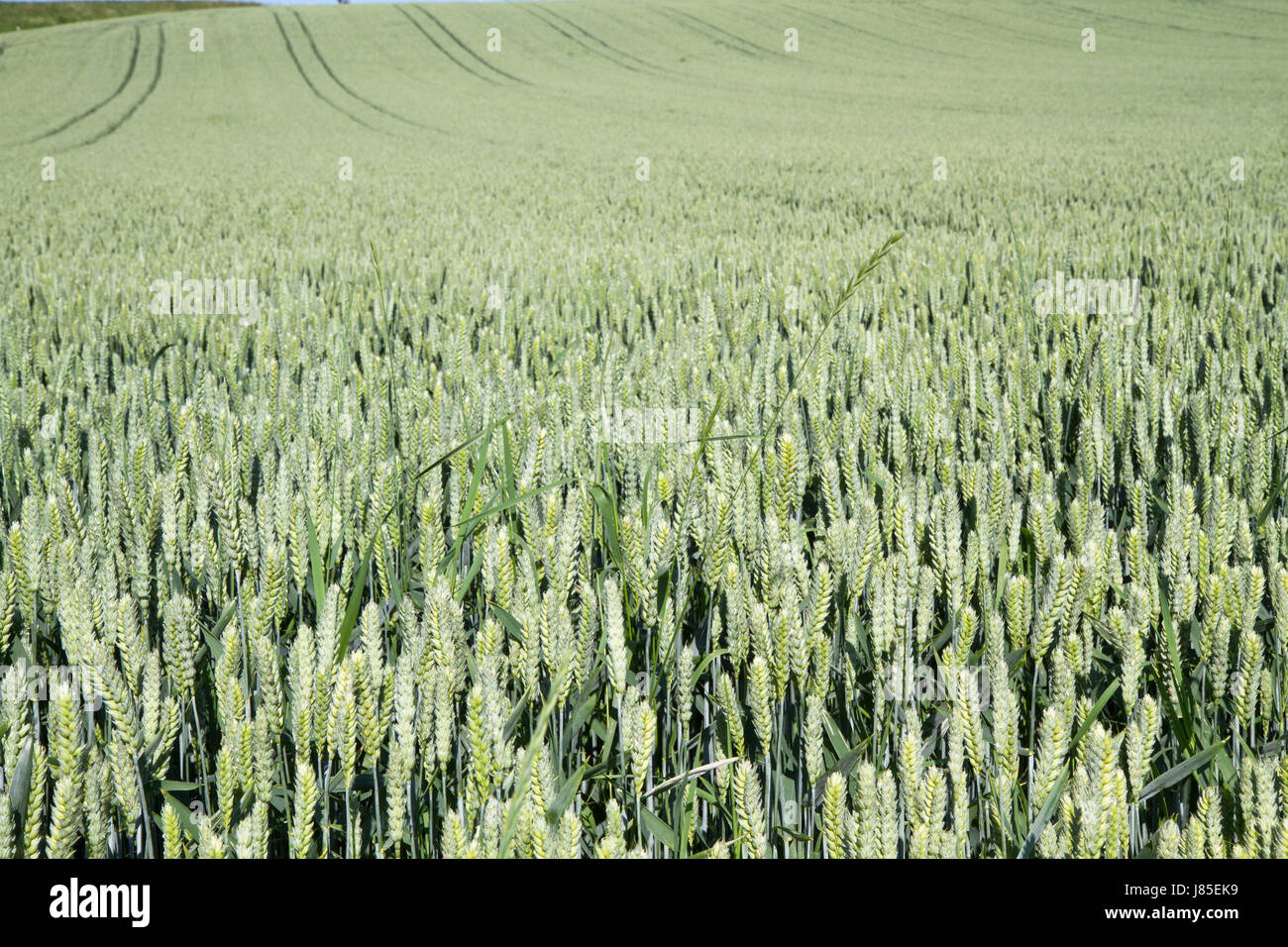 wheat field in bavaria Stock Photo - Alamy