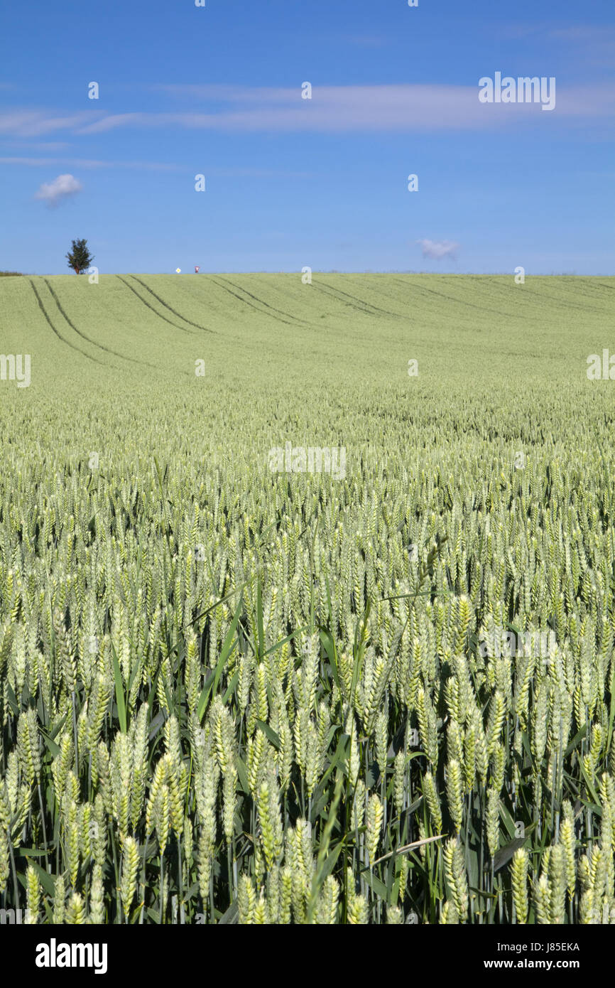 agriculture farming bavaria wheat wheat field healthfully nutrition ...