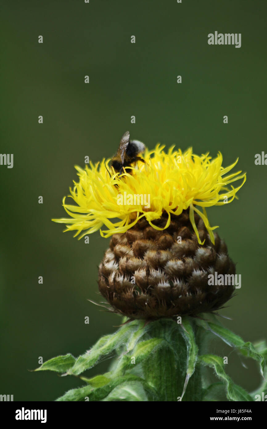 Giant yellow knapweed hi-res stock photography and images - Alamy