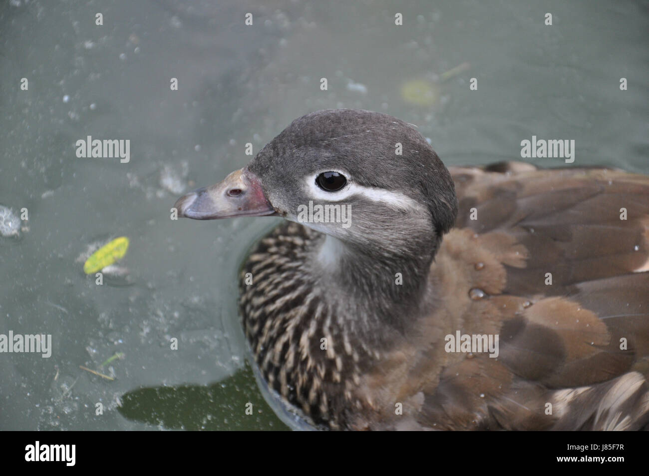animal bird birds duck fresh water lake inland water water swimming ...