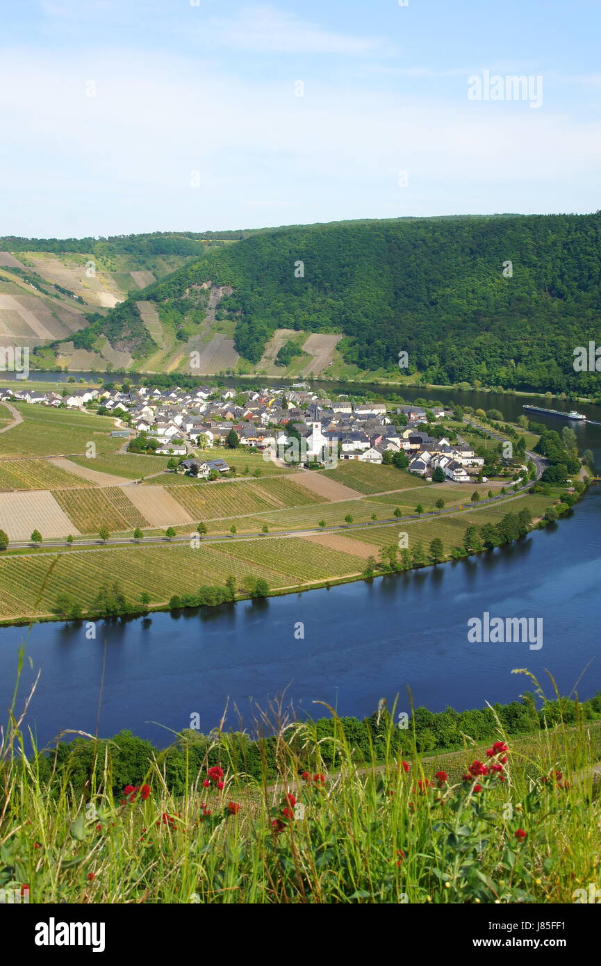 minheim on the mosel Stock Photo - Alamy
