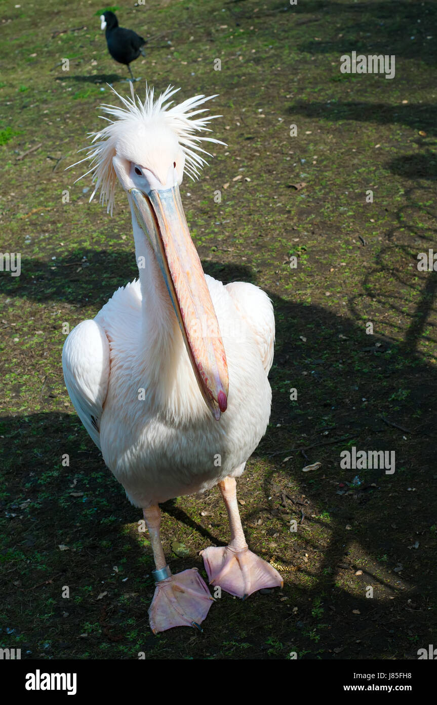 blue closeup flight animal bird fauna wild animals birds wing feathers ...