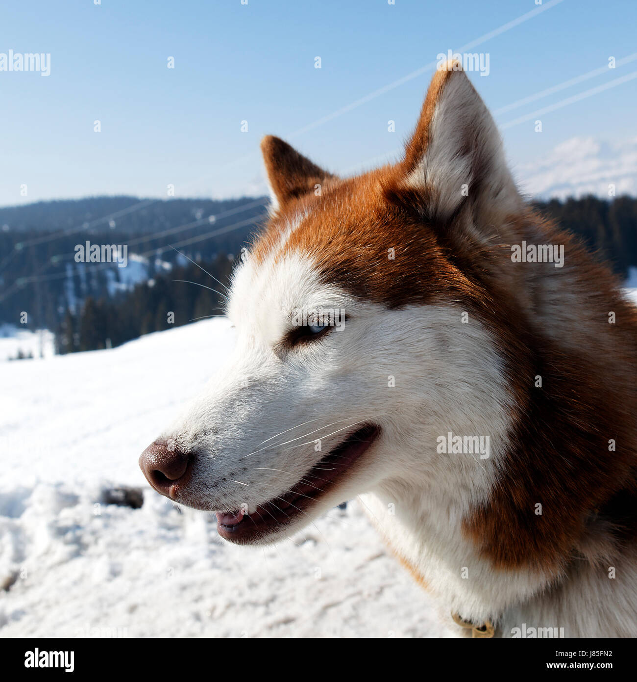 dog head husky blue eye organ look glancing see view looking peeking ...