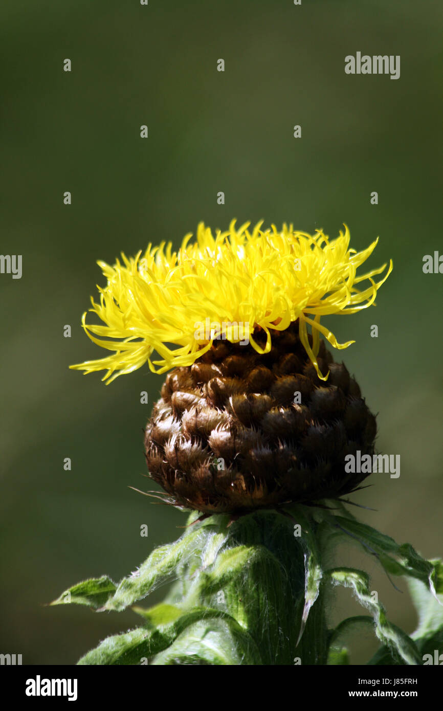 Giant yellow knapweed hi-res stock photography and images - Alamy