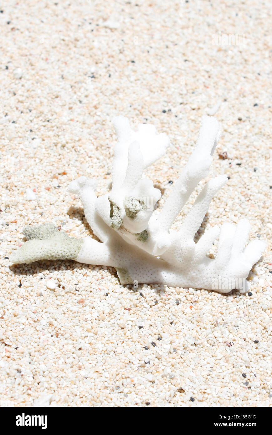 stone beach seaside the beach seashore hard piece section segment part ...