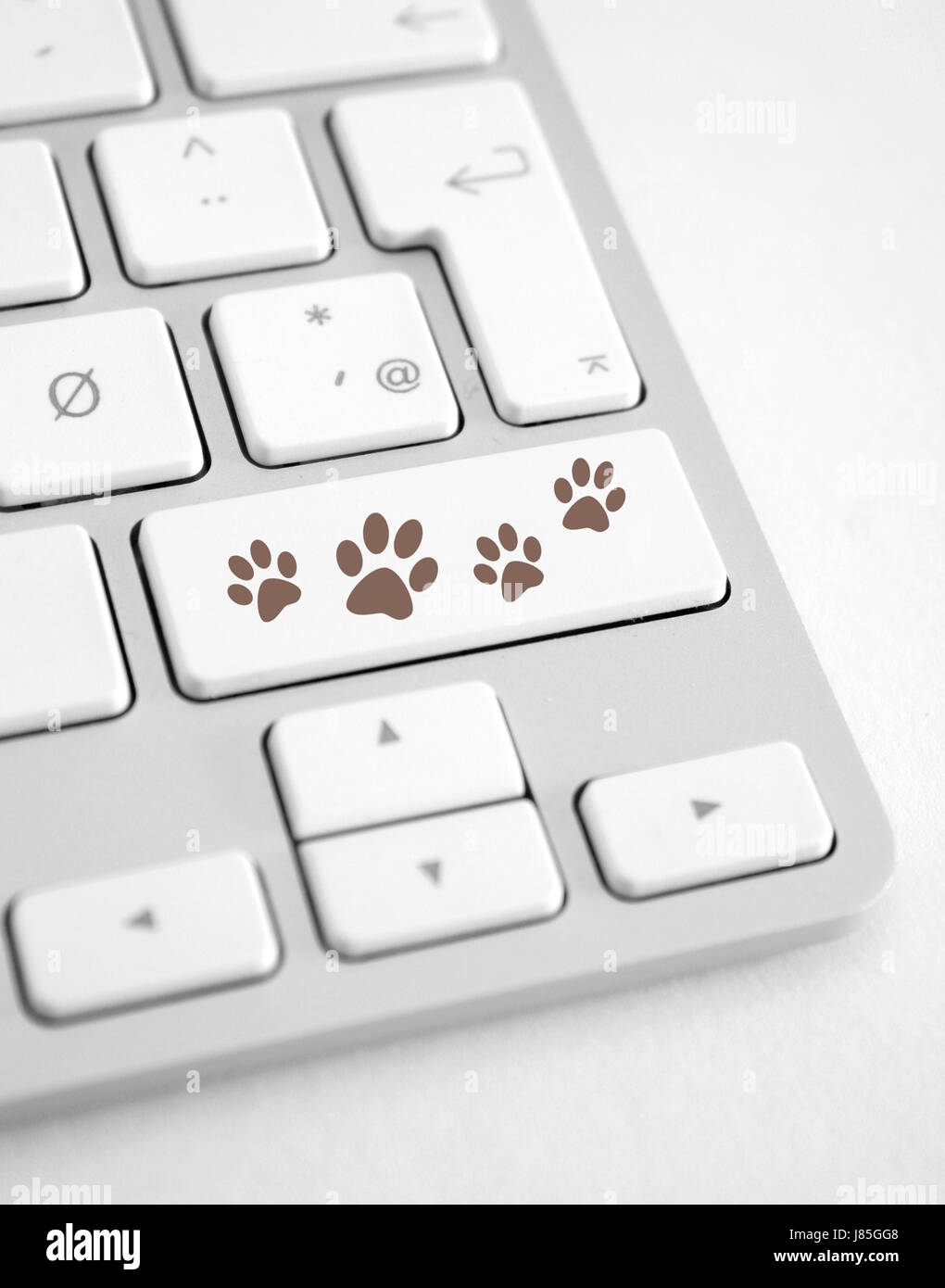 keyboard pets dog photography photo picture image copy deduction button ...