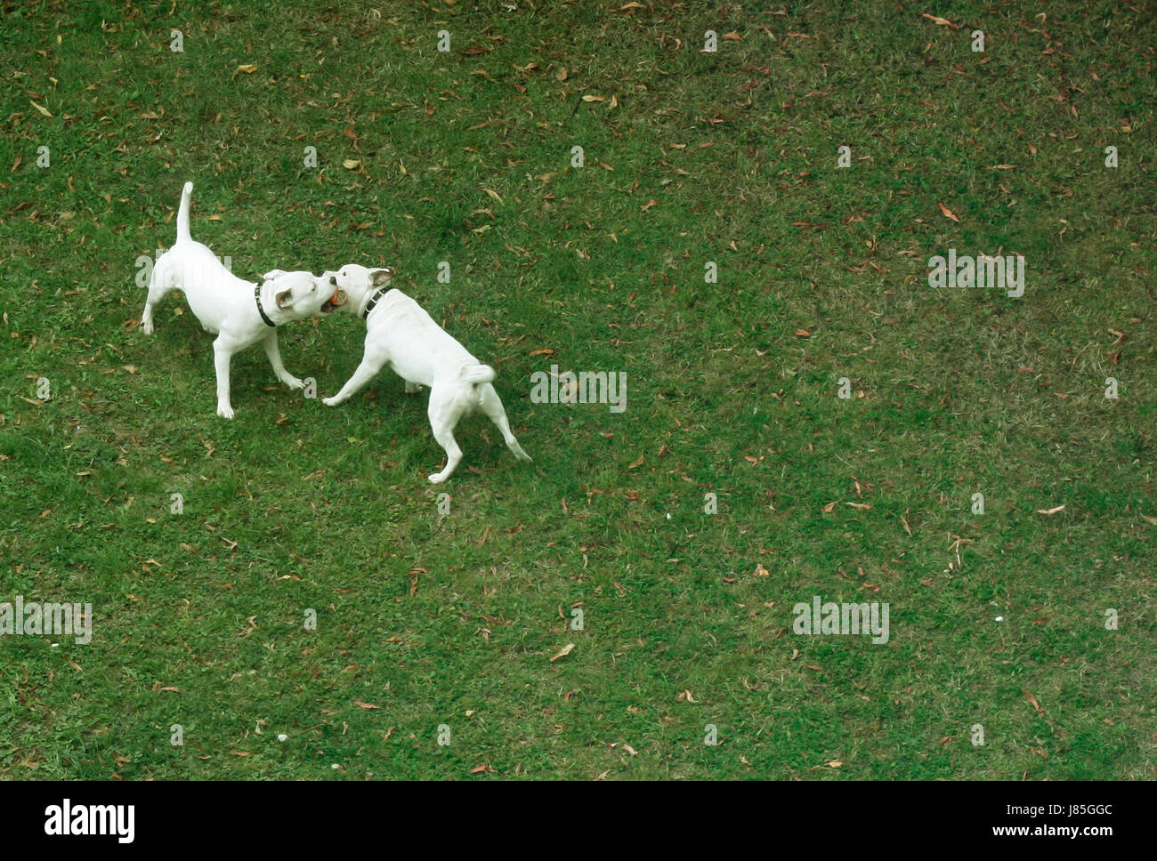 profile fight fighting animal pet portrait guard muscles dog dogs ...