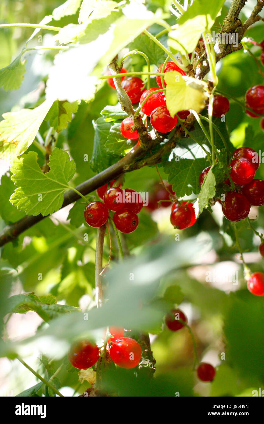 wild leaves bush vertical diet berries cluster red foliage healthy ...