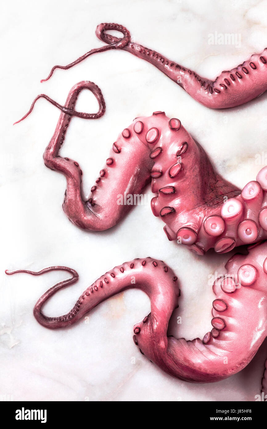 An overhead photo of the tentacles of an octopus, shot from above on a ...