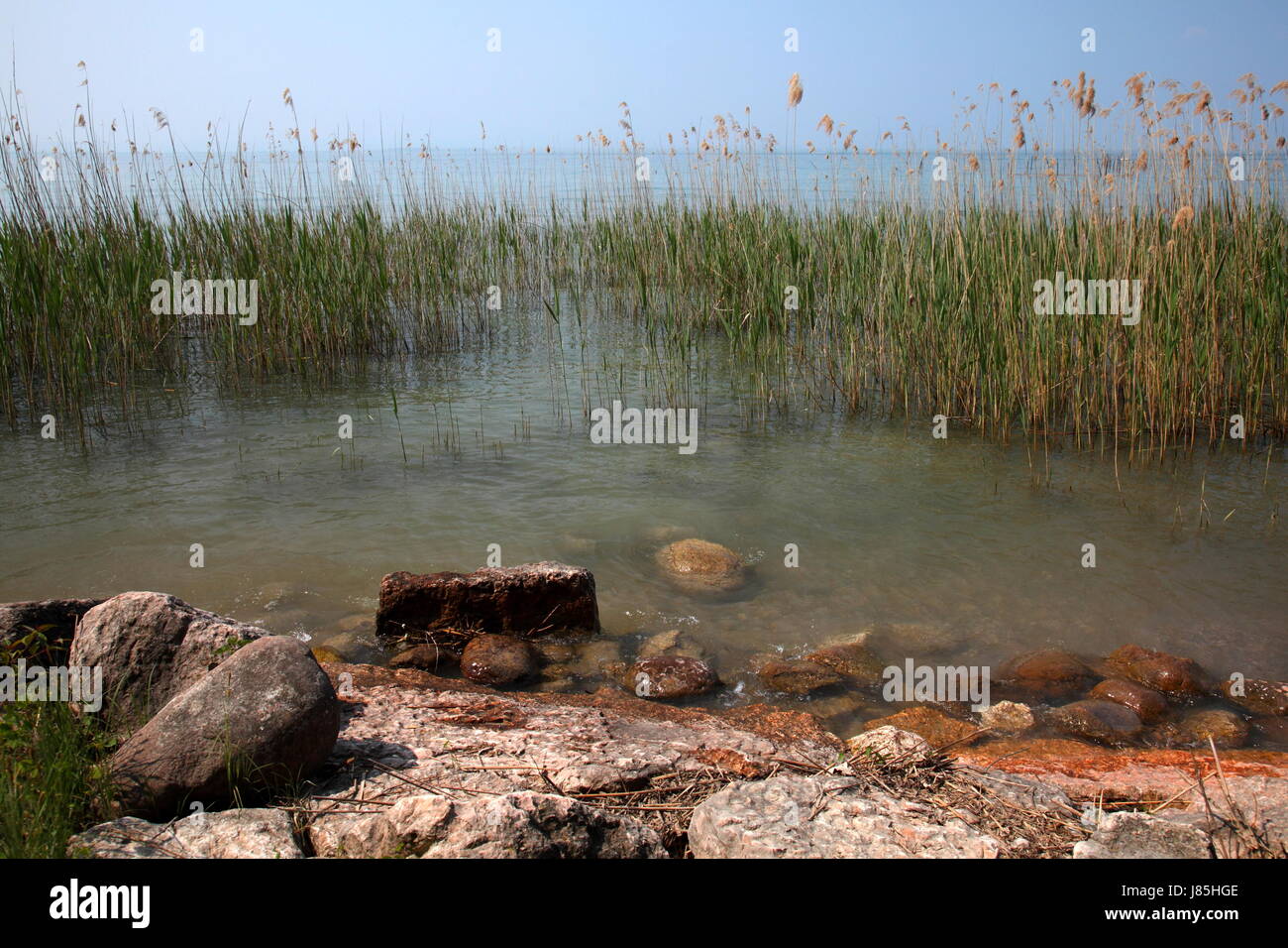 reed salt water sea ocean water stones blue gardasee golden reed salt ...