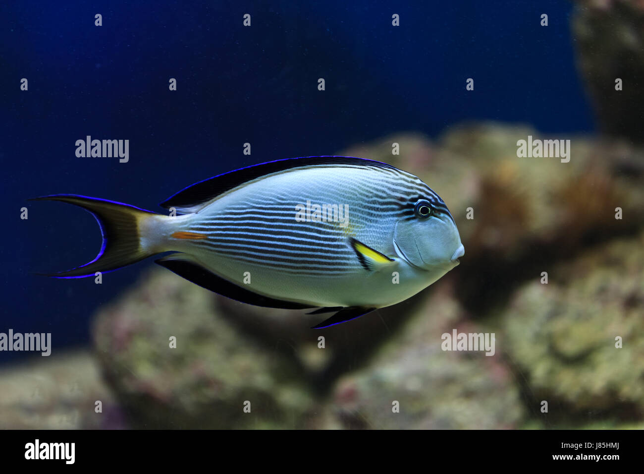 Hippo fish underwater hi-res stock photography and images - Alamy