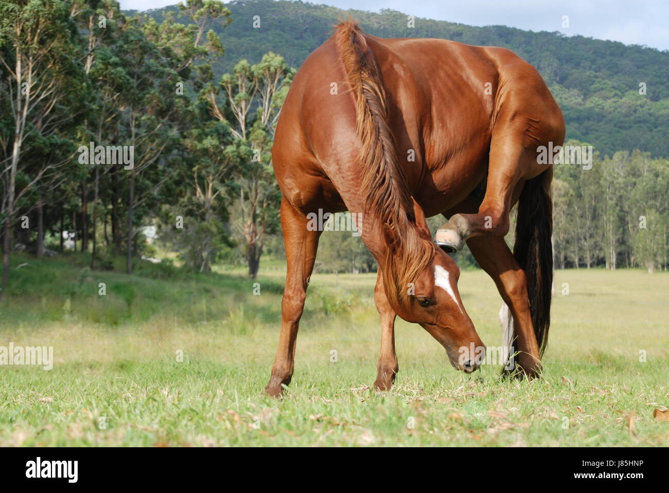 ride horse strong male masculine freedom liberty strength force ...