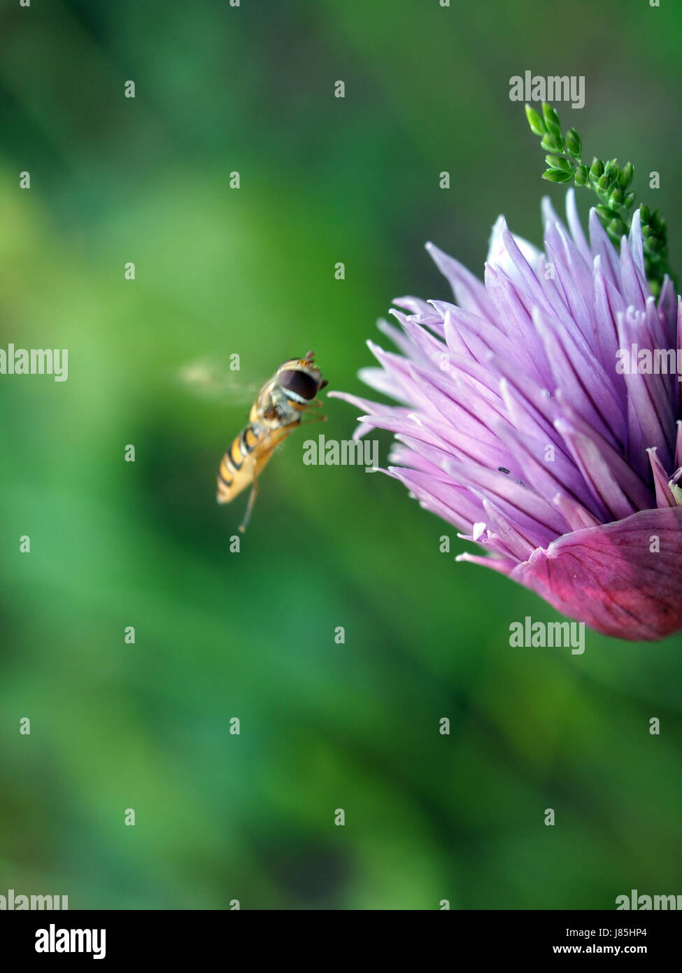 insect flower plant wing purple fly wasp nectar insect flower plant ...