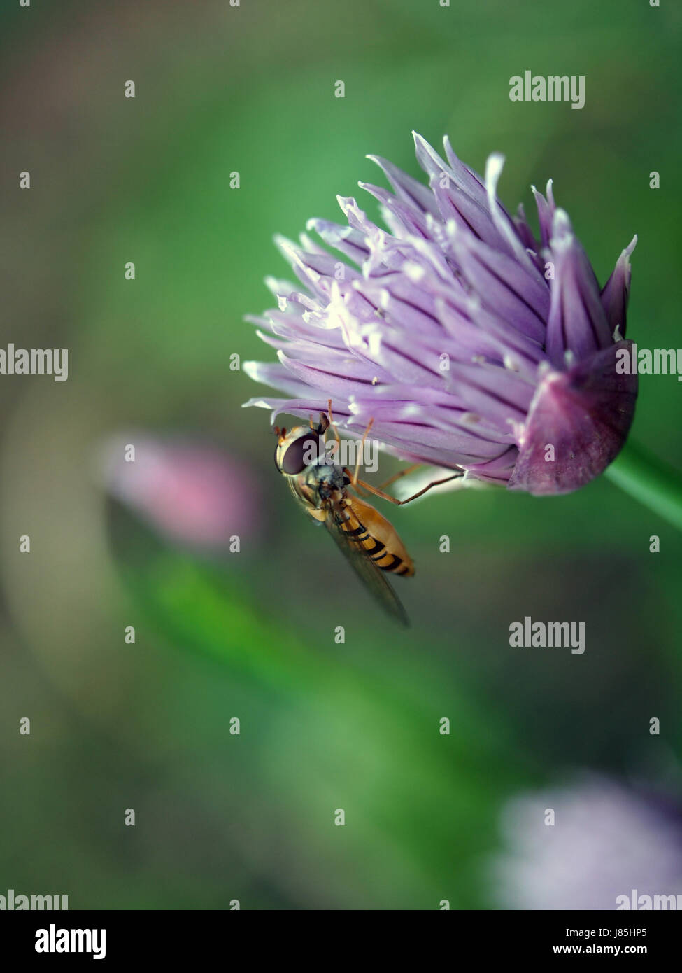 insect flower plant wing purple fly wasp nectar insect flower plant ...