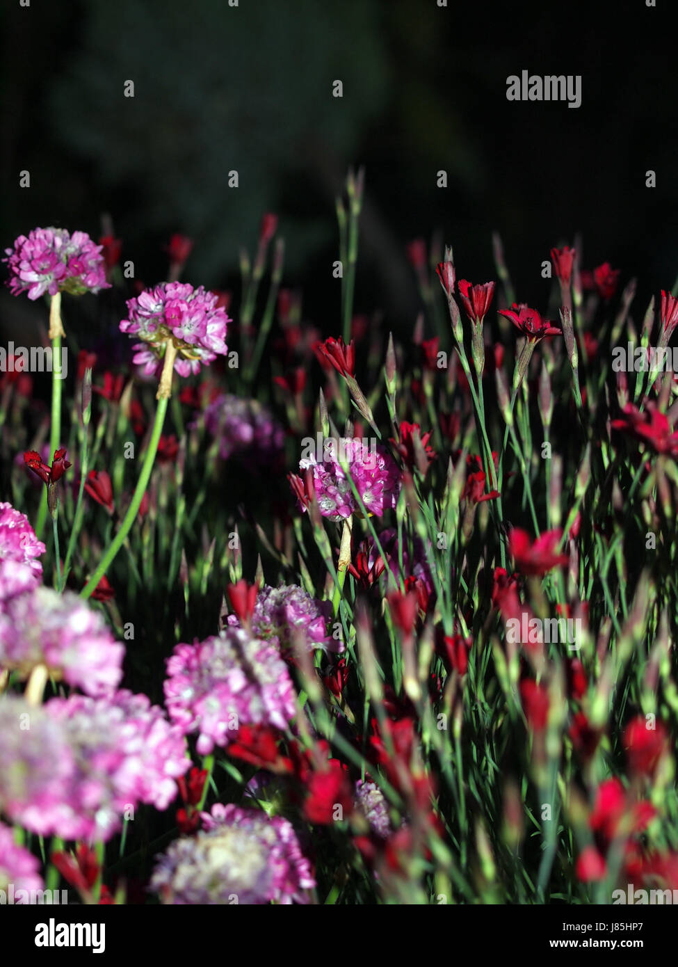 leaves flower flowers plant blossoms purple stalk shrub florets bleed ...