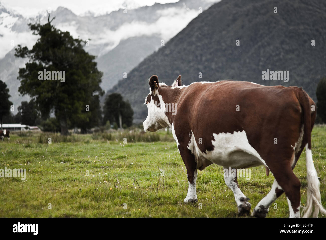 animal agriculture farming cow farm cattle farmland scenery countryside ...
