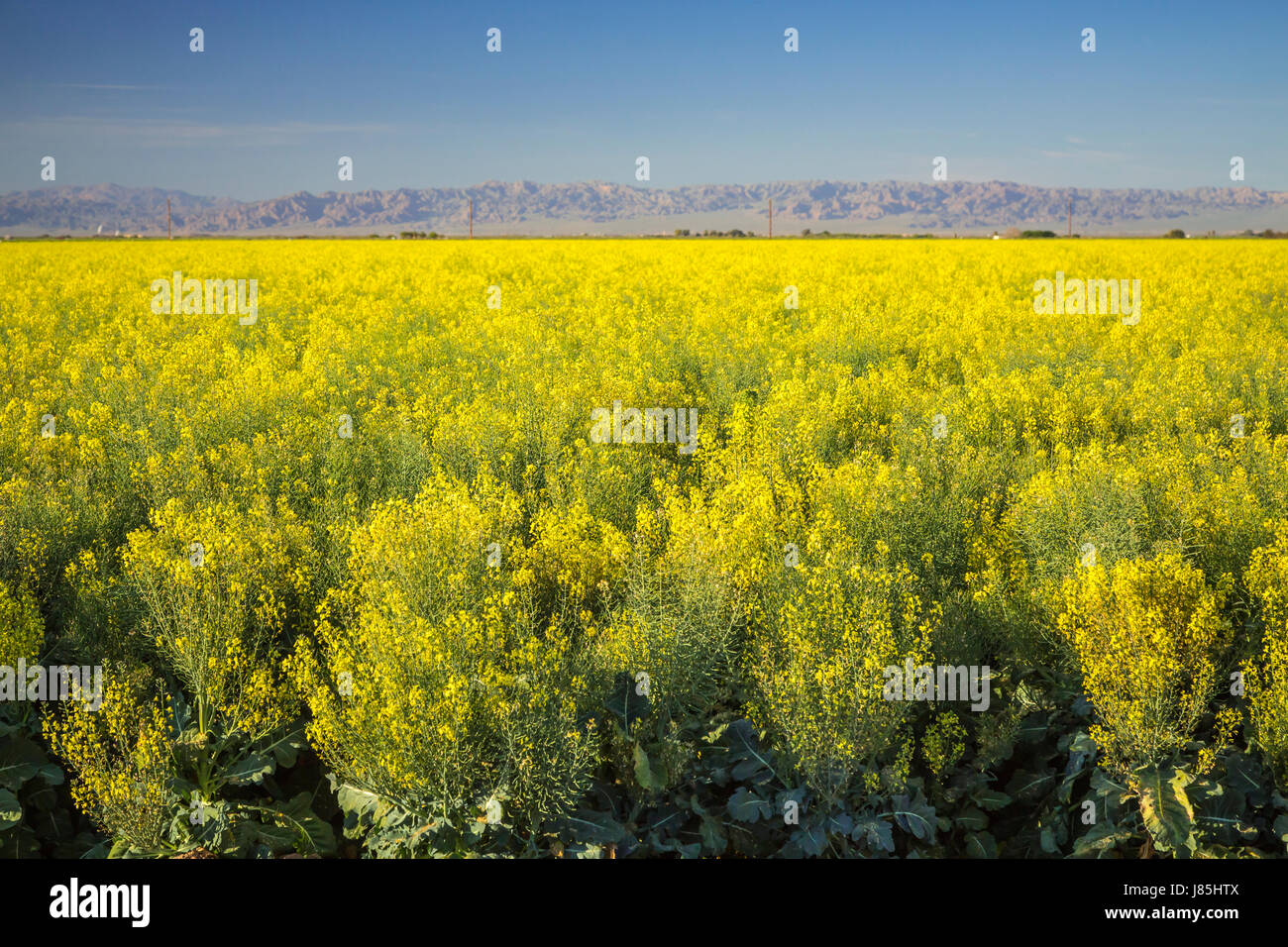 A yellow canola field in bloom in the Imperial Valley of California ...