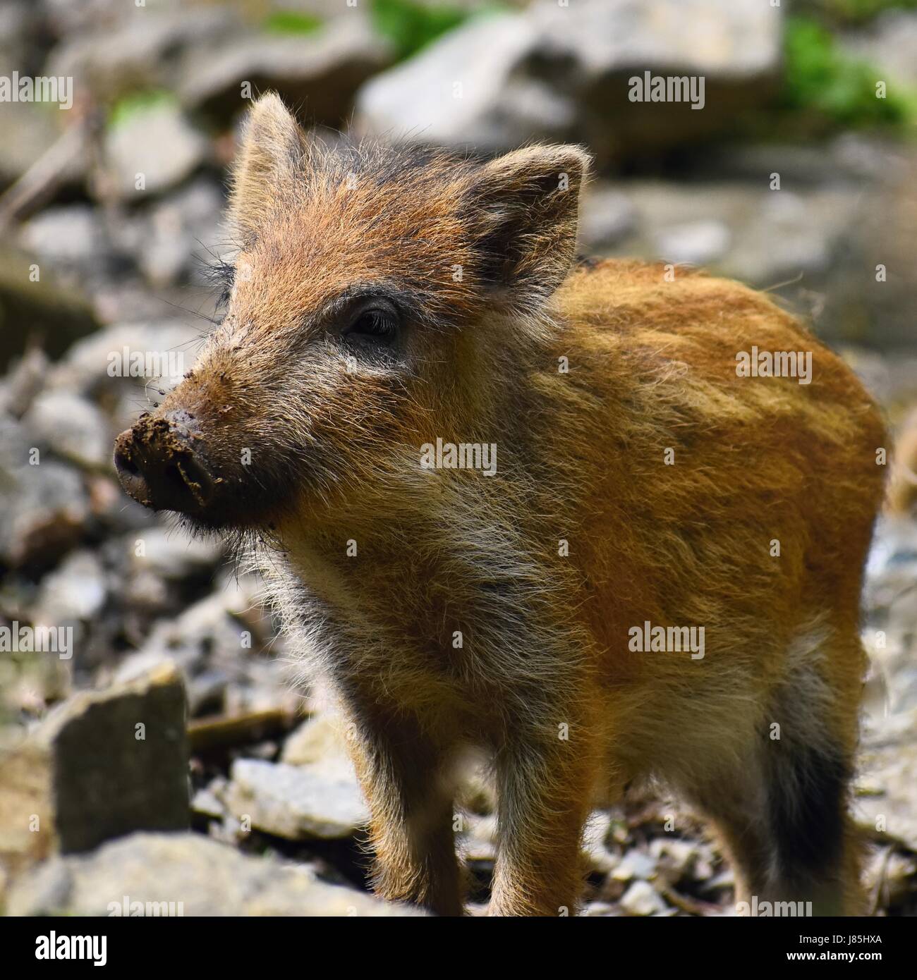 Animal - wild boar in the wild. Young bears playing in nature. (Sus ...