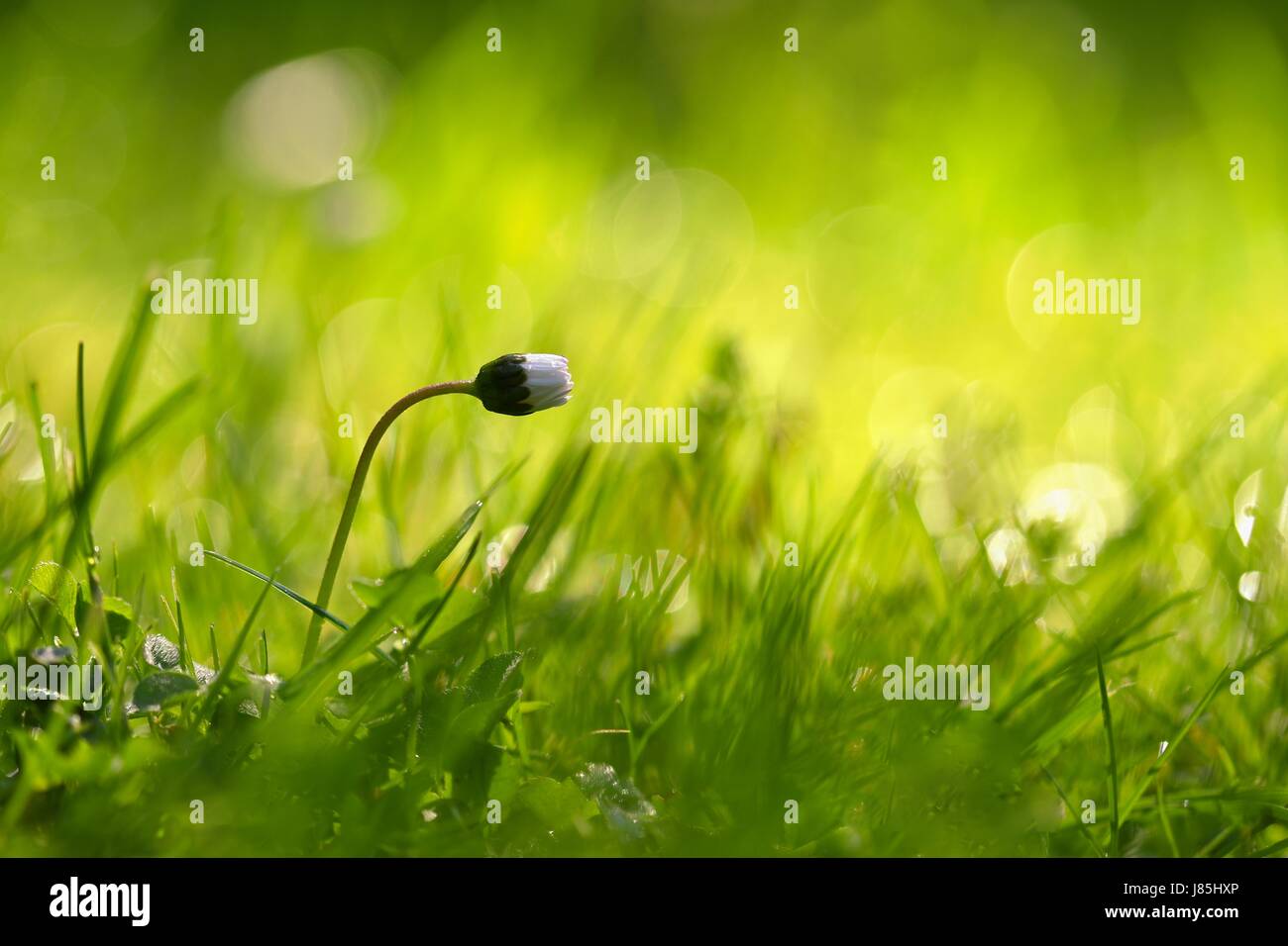 Beautiful natural background of green grass and daisy flower with sun ...