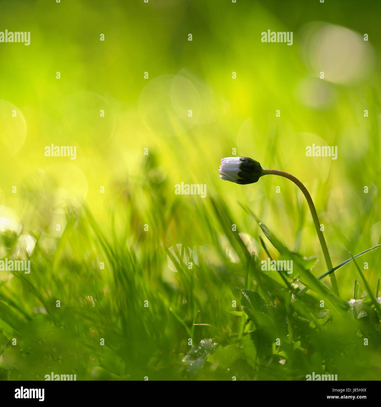 Beautiful natural background of green grass and daisy flower with sun ...