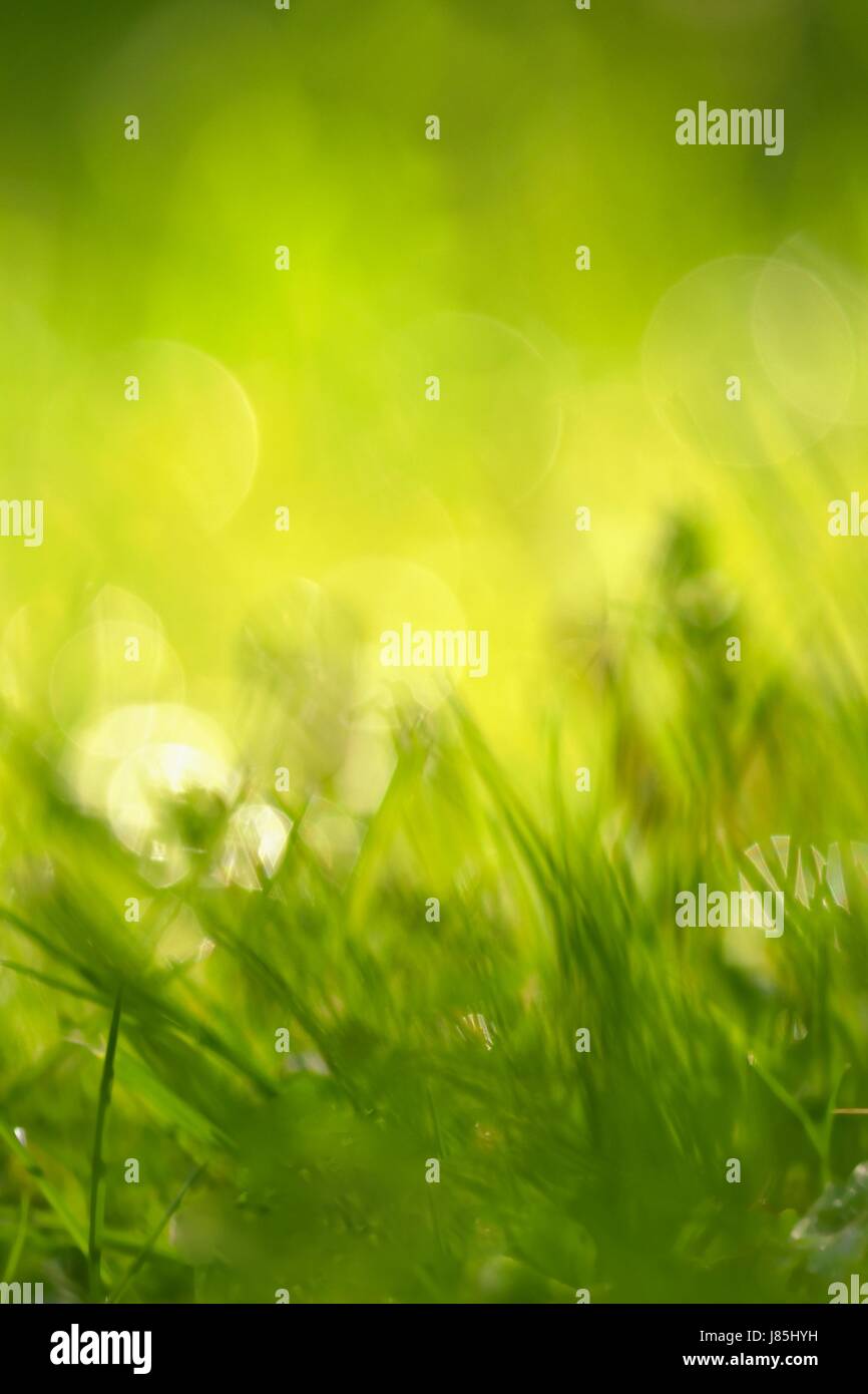 Beautiful natural background of green grass and sun. Seasonal concept ...