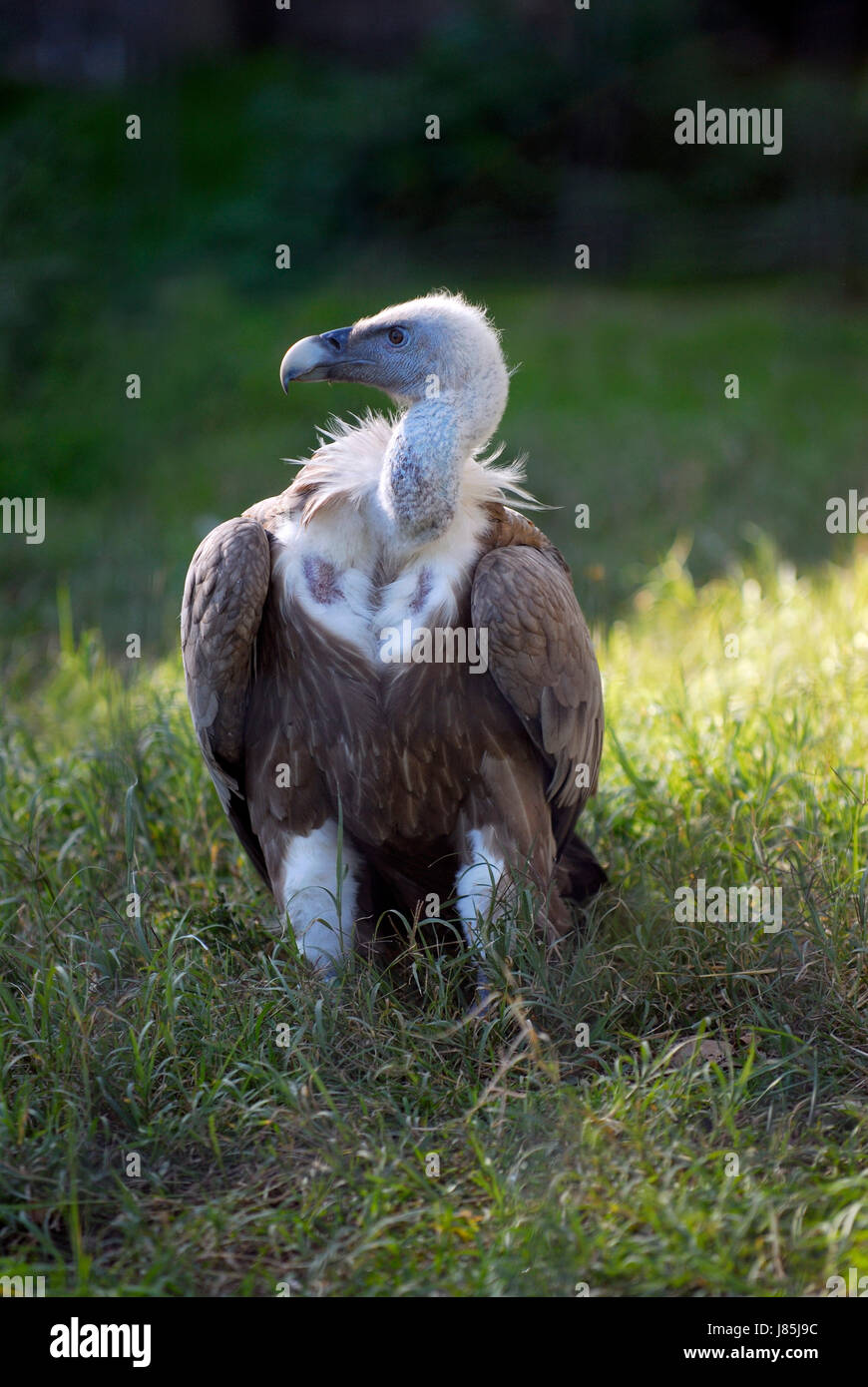animal bird raptor birds of prey vulture scavenger wildlife nature ...