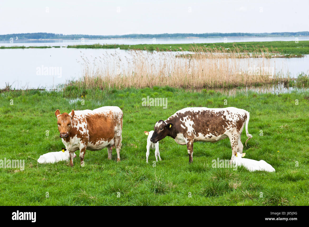 cow cattle farm animal calf fresh water lake inland water water ...