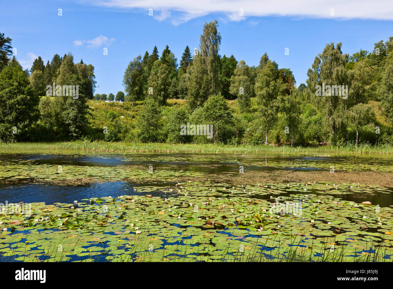 summer summerly water lily fresh water pond water lake inland water ...