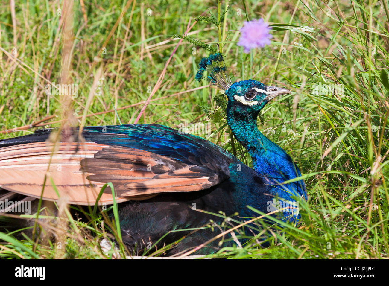 bird lie lying lies exotic plumage peacock feather meadow blue colour ...