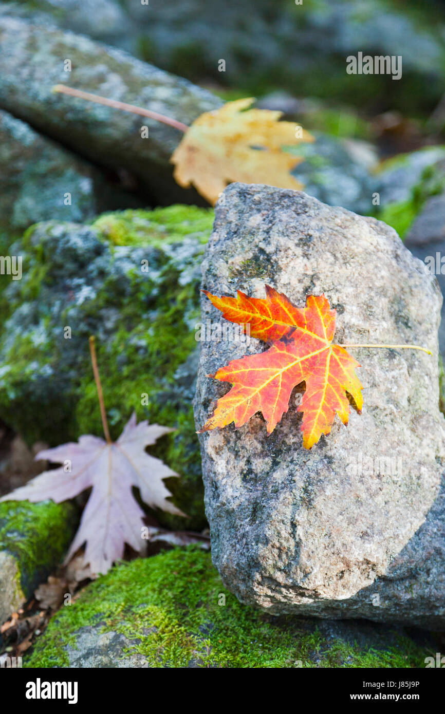leaf colour stone leaves maple color foliage fall autumn tree trees ...
