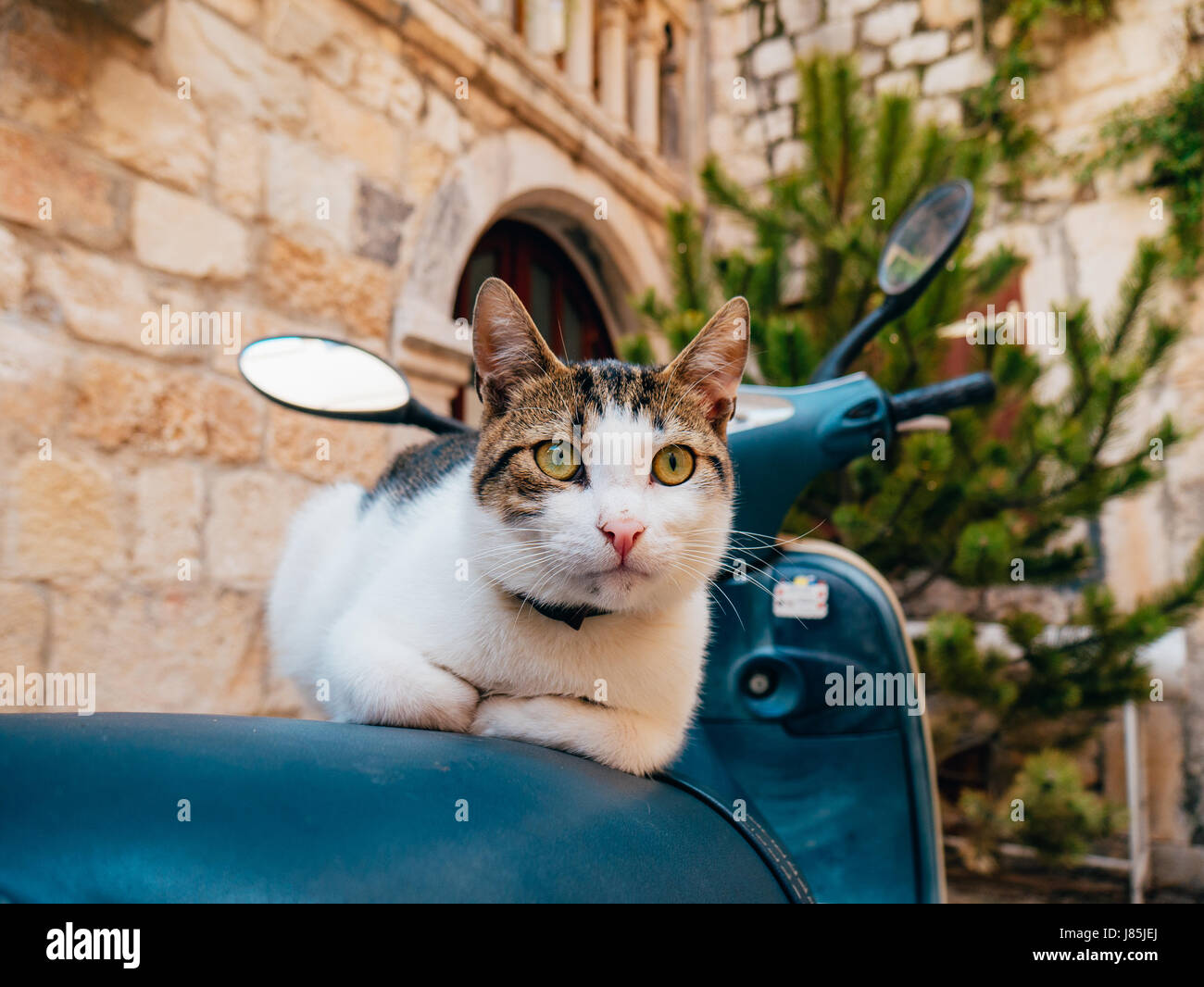 Cat sitting on a scooter. In the old town of Trogir, near Split ...