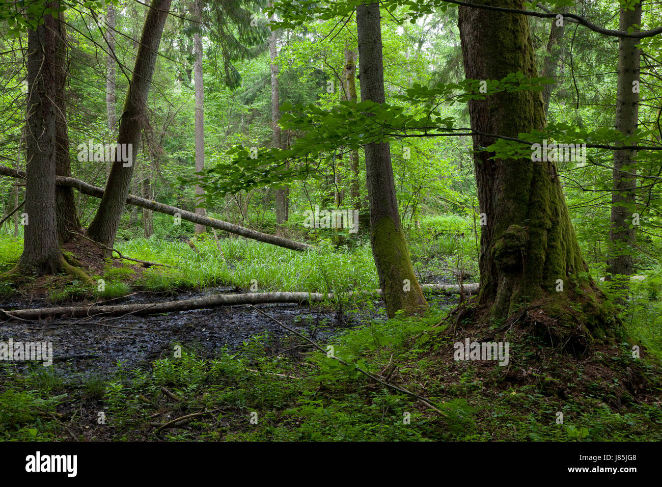 eco tree trunk spring bouncing bounces hop skipping frisks jumping jump ...